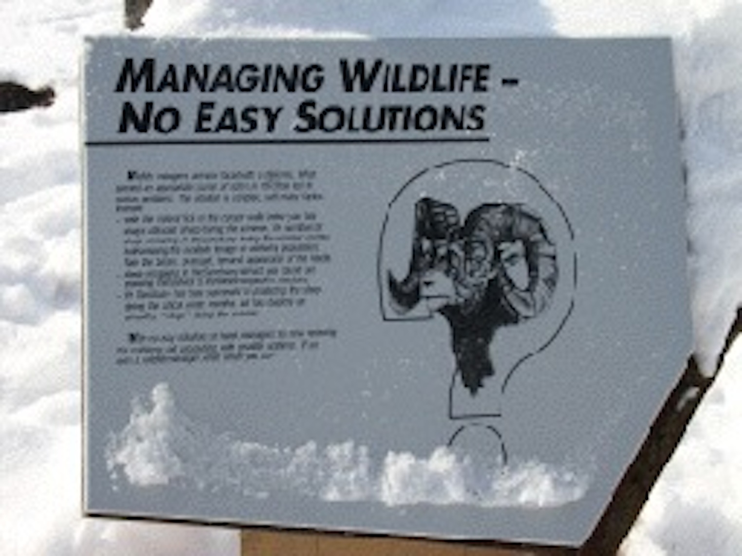 Alberta Mountain Horse